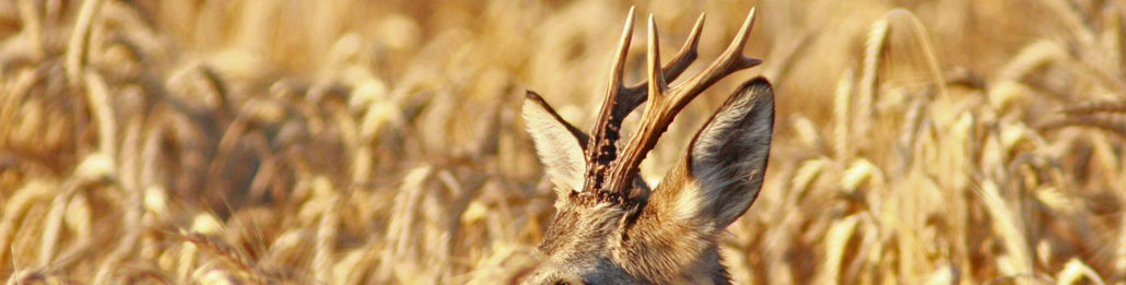 Domaine de chasse au gros gibier et canards